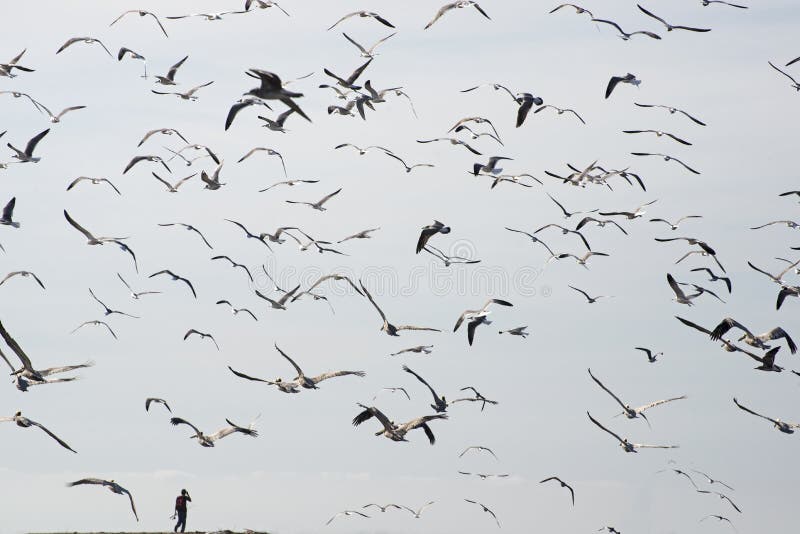 Flock of Seabirds in the Sky Stock Photo - Image of bill, flock: 49235372
