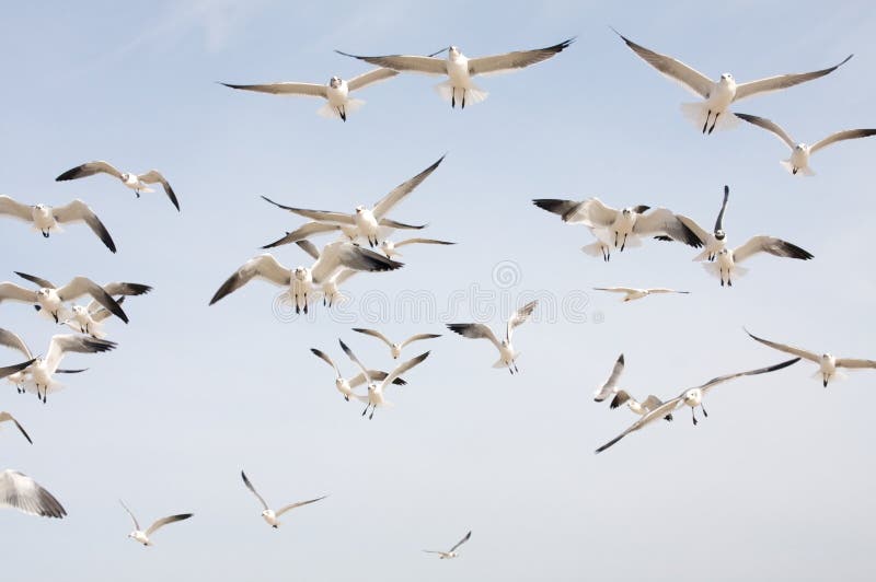 Flock of Seagulls stock photo. Image of majestic, bird - 12624674