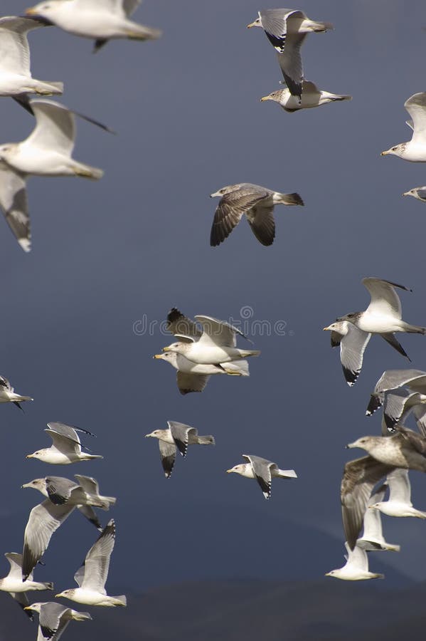 A flock of seagulls stock photo. Image of color, seagulls - 72945122