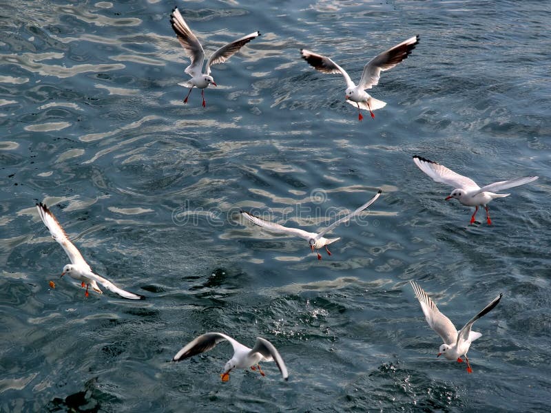 Flock of seagulls stock photo. Image of wing, animal, wild - 7225640