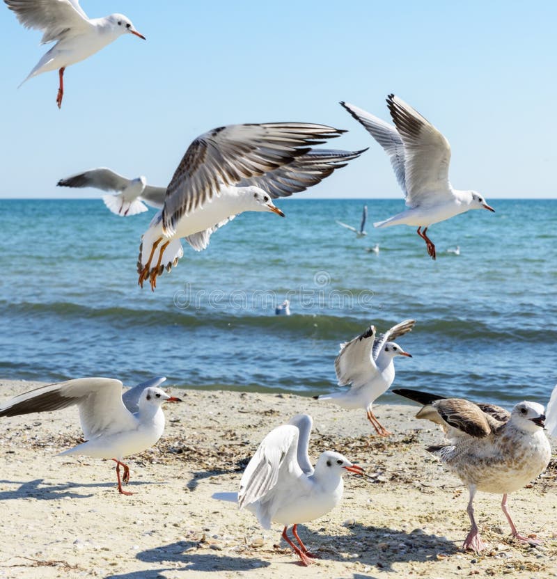 Flock of Seagulls on the Beach on a Summer Sunny Day Stock Photo ...