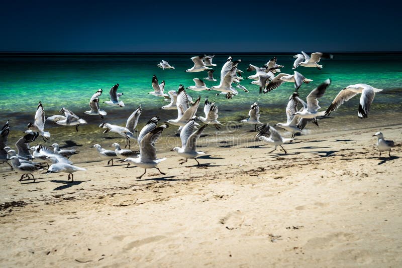 Flock of Seagulls on the Beautiful Beach during Summer Stock Photo ...