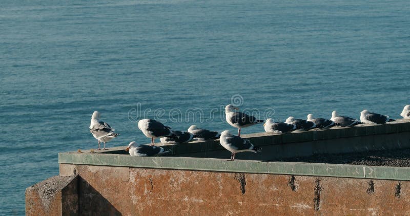Flock of Seagulls on a Building Overlooking the Ocean Stock Video ...