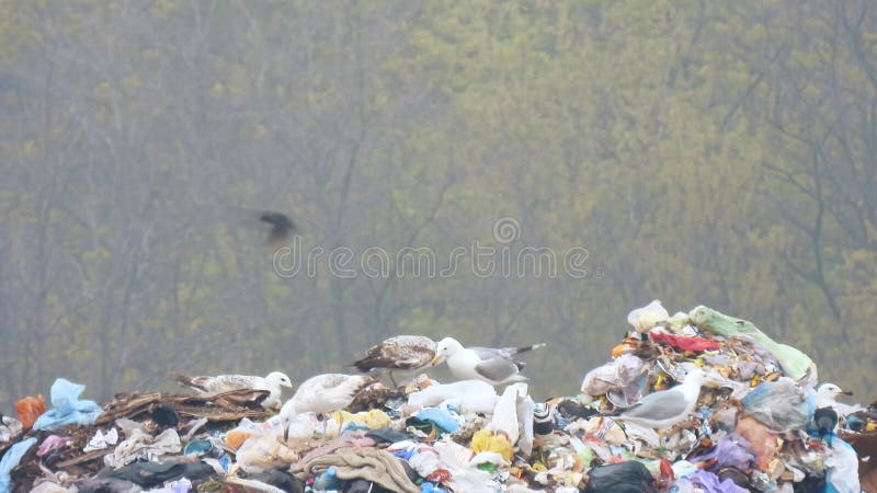 A Flock of Seagulls Feed on Waste in a Landfill. Wild Birds in the ...