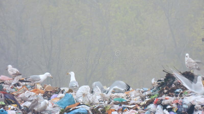 A Flock of Seagulls Feed on Waste in a Landfill. Wild Birds in the ...