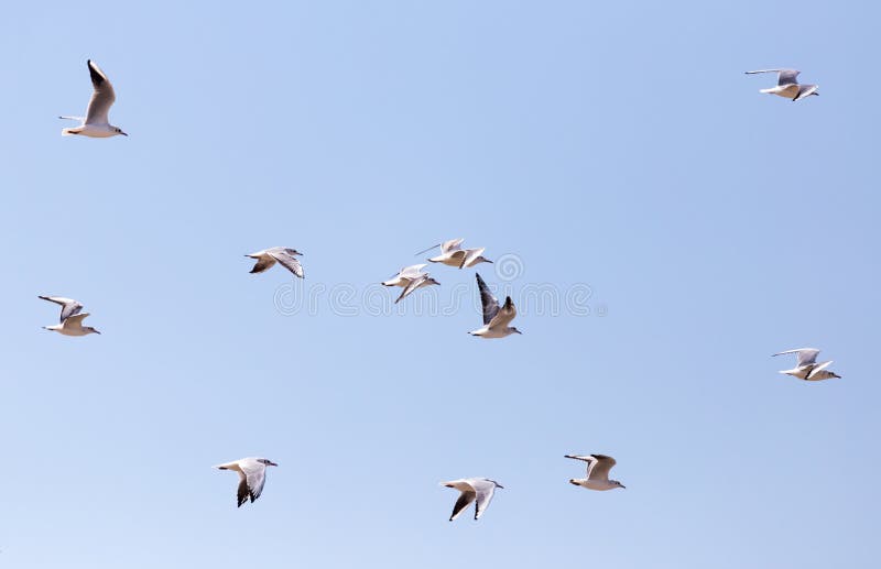 A Flock of Seagulls in Flight Stock Photo - Image of seagulls, soar ...