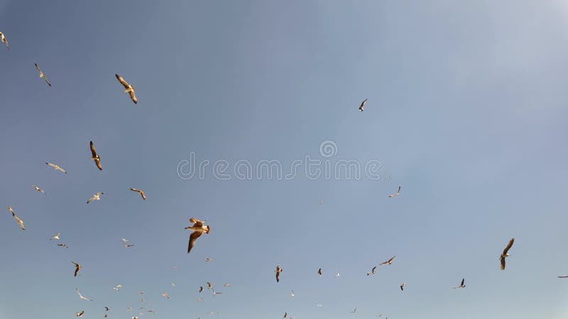 Flock of Seagulls Flying in Circles Against Blue Sky - Background Video ...