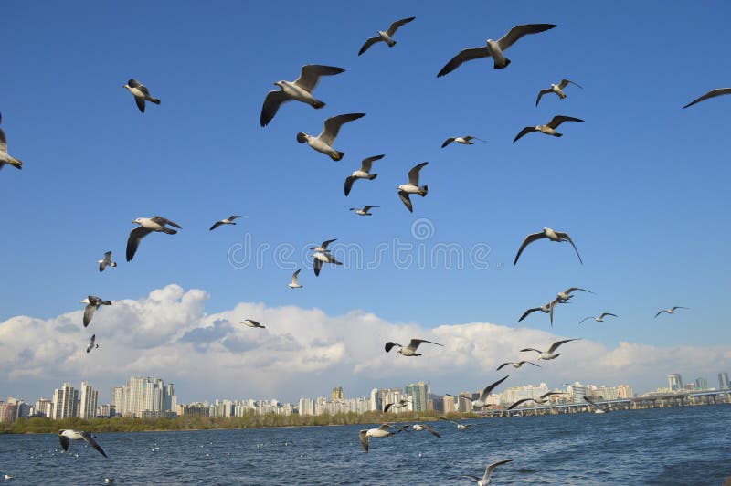 Flock Of Seagulls Flying Over Sea Picture. Image: 115550424