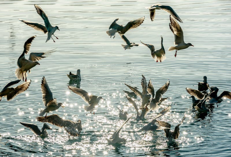 Flock Of Seagulls Flying Over Sea Picture. Image: 115550424