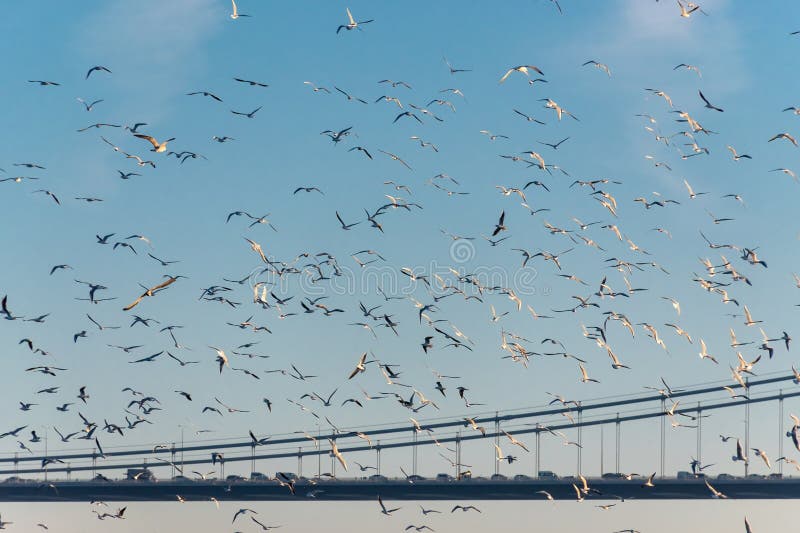 Flock of Seagulls Front of the Bridge Flying Chaotic Style Stock Image ...