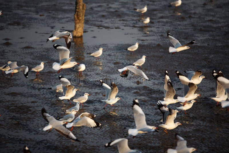 Flock of Seagulls. stock image. Image of eves, forest - 35367827