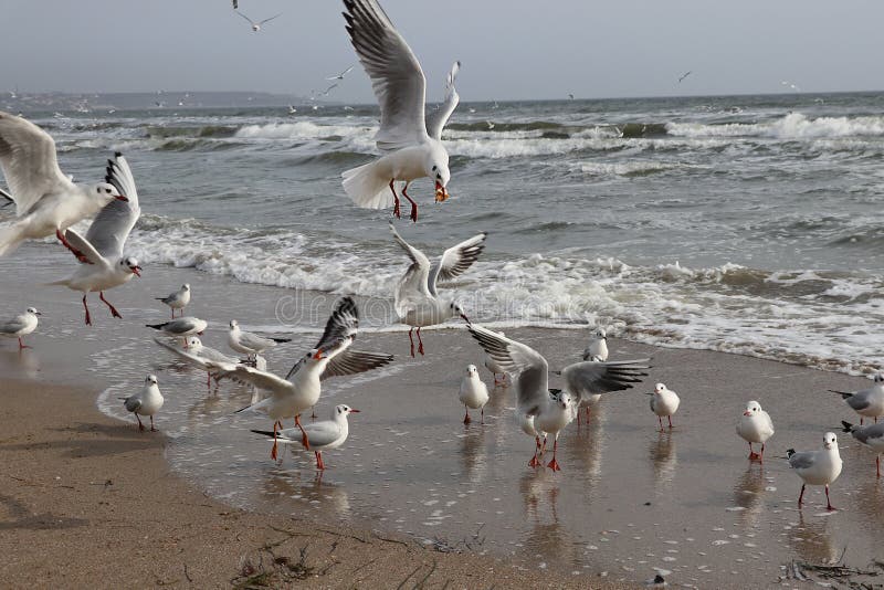 Flock of seagulls stock photo. Image of greediness, voracious - 183164888