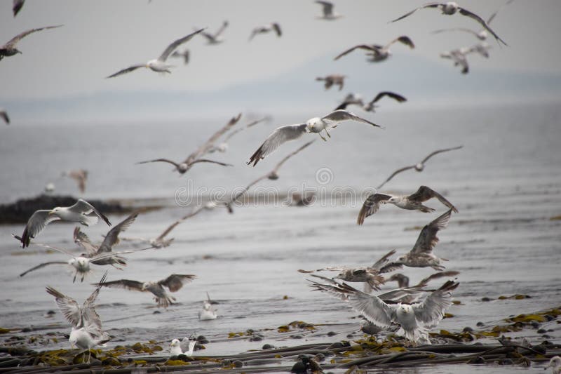 Flock of Seagulls on the Sea Stock Photo - Image of seaweed, seagull ...