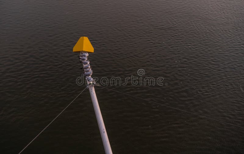 A Flock of Seagulls Sitting on an Iron Pipe Above Water Stock Photo ...
