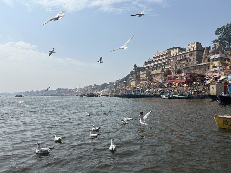 Flock of Seagulls Soaring Above Boats on the Water Stock Image - Image ...