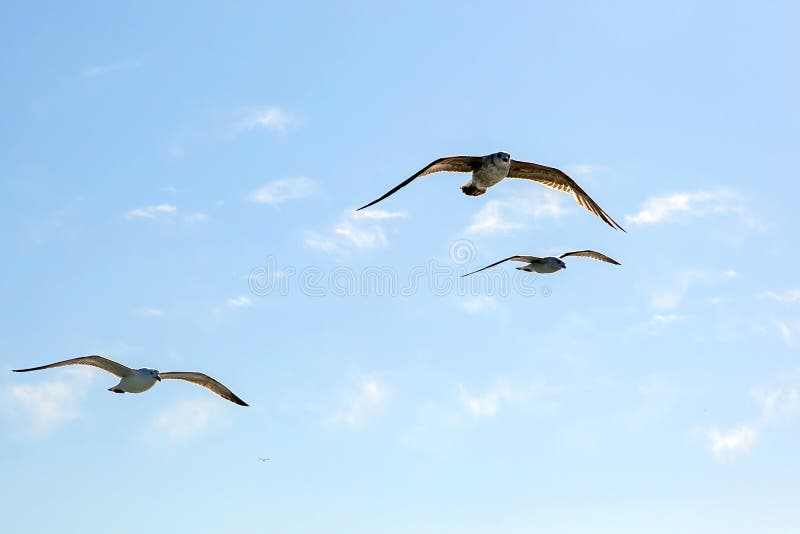 Flock of Seagulls Soars Overhead in a Blue Sky. Stock Photo - Image of ...