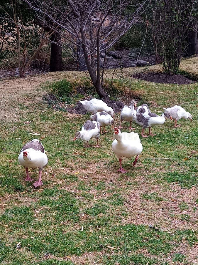 Flock Set of Wild White Ducks Walking on the Grass in the Forest Stock ...
