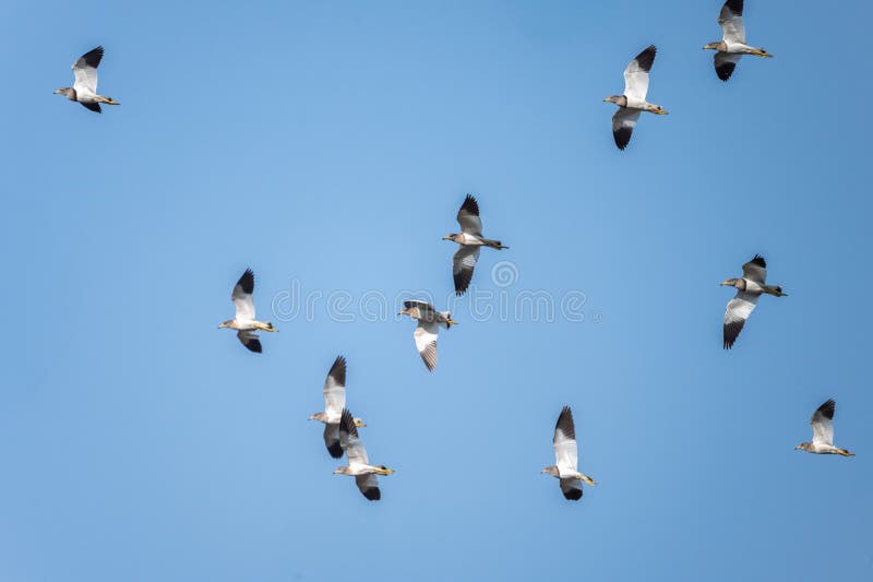 Flock of Seven Birds Soaring in Unison. Stock Image - Image of unison ...