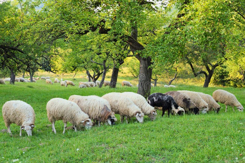 Flock of sheep stock photo. Image of family, eating, trunk - 11966052