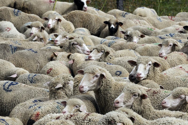 A flock of sheep stock photo. Image of domestic, sort - 12704488