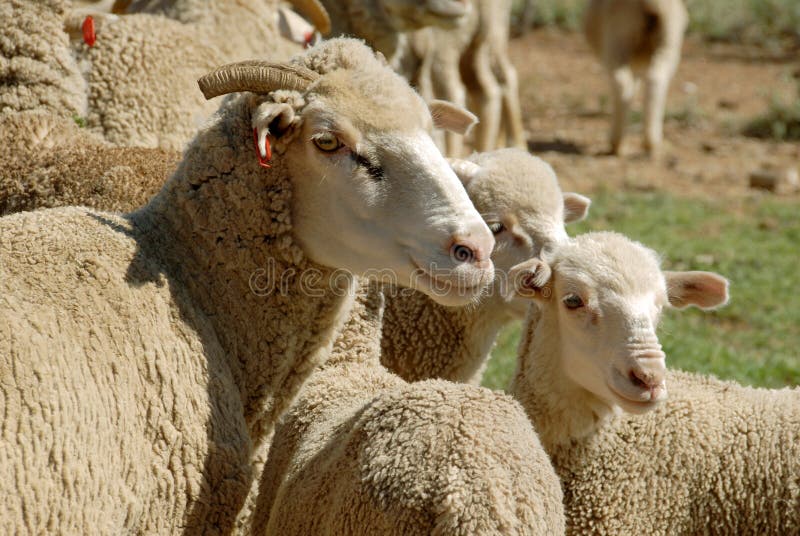 Flock of sheep stock photo. Image of shearing, herd, lamb - 14296360