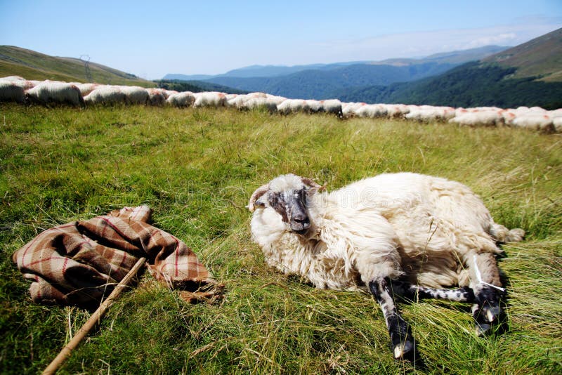 Flock of sheep stock photo. Image of outside, herd, flock - 20911710