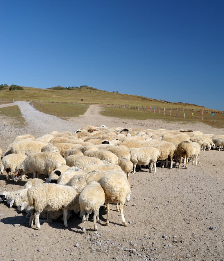 Flock of sheep stock image. Image of animal, flock, farm - 21398675