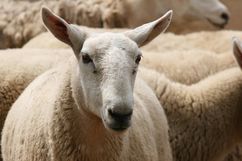 Flock of Sheep stock photo. Image of group, wooly, wooley - 3172522