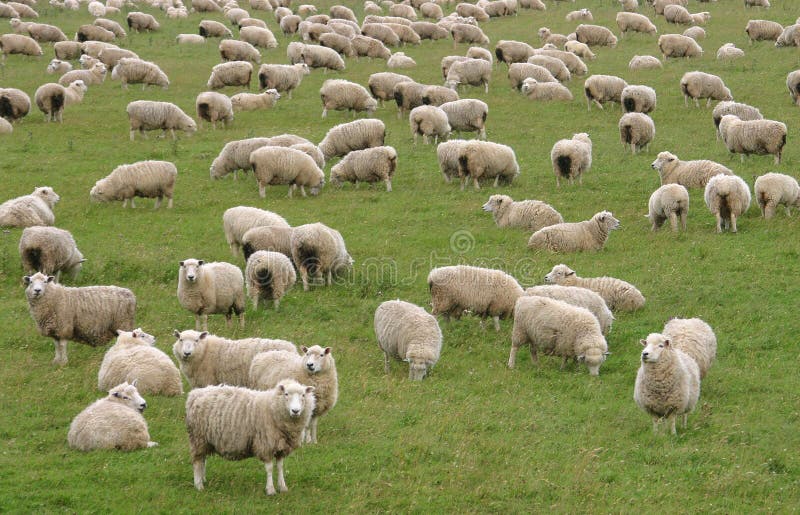Flock of Sheep stock image. Image of domestic, farm, animals - 5232097 Flock of Sheep stock image. Image of domestic, farm, animals - 5232097