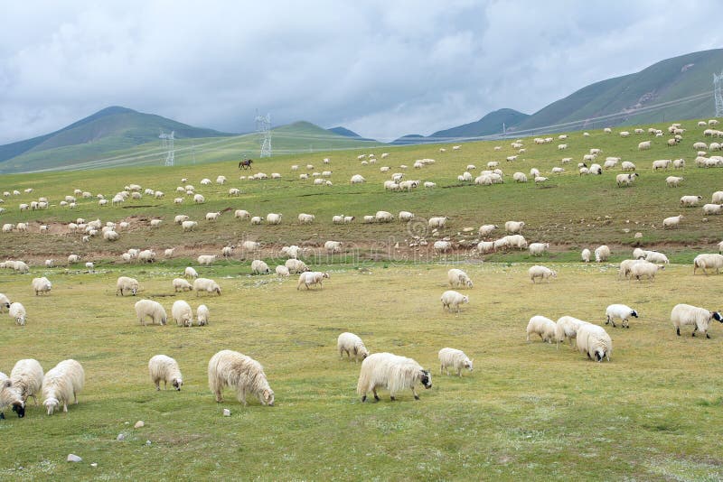Flock of sheep stock image. Image of graziery, grazing - 32561675