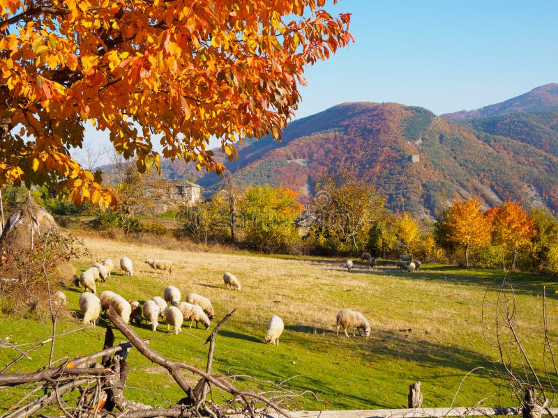Flock of Sheep. Autumn Scene. Stock Photo - Image of bulgaria, village ...