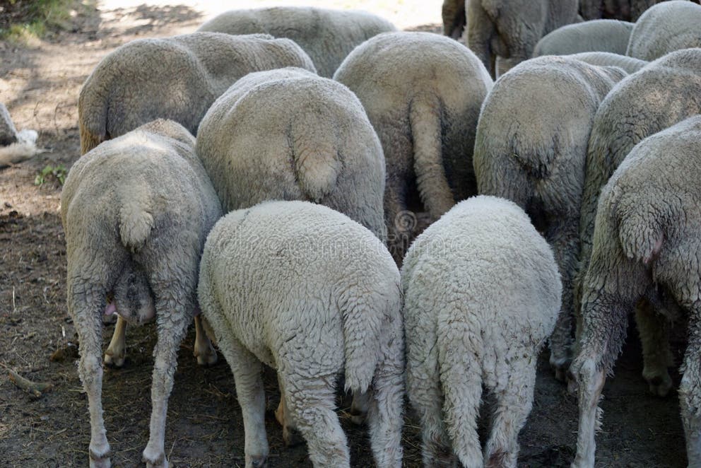 Flock of sheep - back view stock image. Image of herd - 249648627