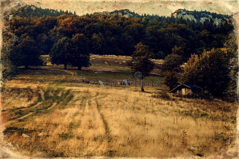 Flock of Sheep on Beautiful Mountain Meadow, Old Photo Effect. Stock ...