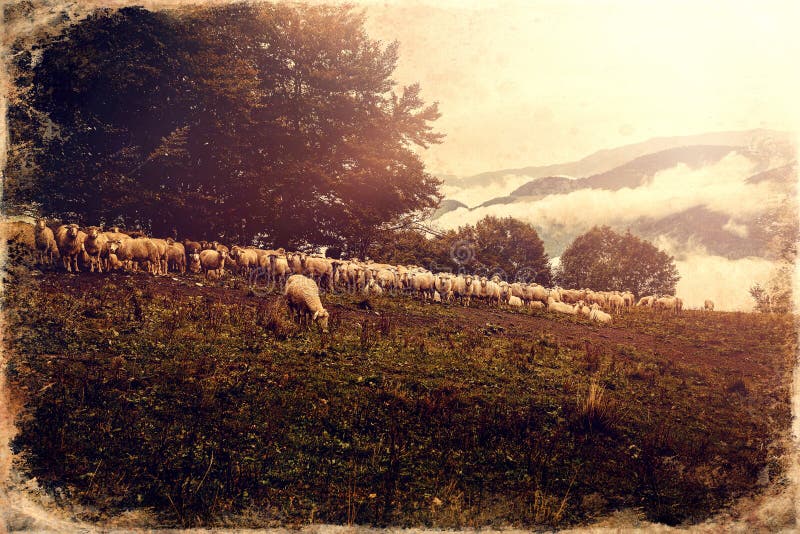 Flock of Sheep on Beautiful Mountain Meadow, Old Photo Effect. Stock ...
