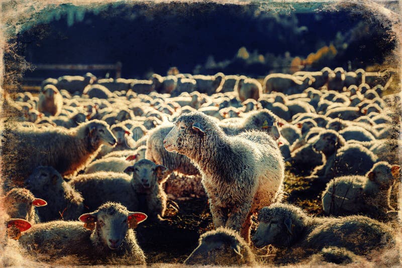 Flock of Sheep on Beautiful Mountain Meadow, Old Photo Effect. Stock ...