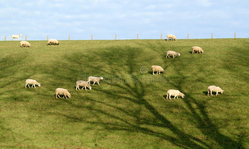 1,050 Sheep Shadows Stock Photos - Free & Royalty-Free Stock Photos ...
