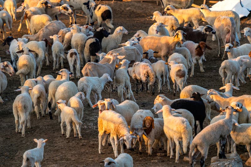 A Flock of Sheep Being Fed on a Farm Stock Illustration - Illustration ...