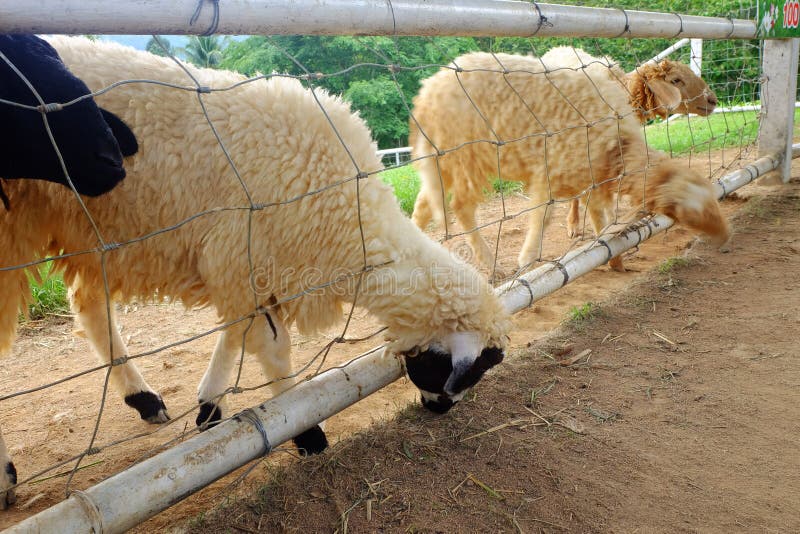 A flock of sheep closed-up stock image. Image of table - 57325091
