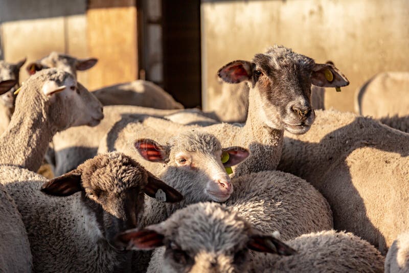 A Flock of Sheep in a Corral in the Rays of the Evening Sun. Muzzle ...
