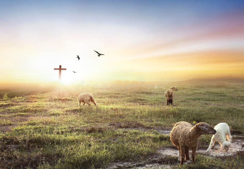 Flock of Sheep on Cross of Jesus Christ and Sunset Background Stock ...