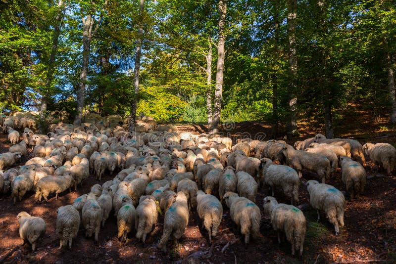 Flock of Sheep in the Forest Stock Image - Image of nature, scenery ...