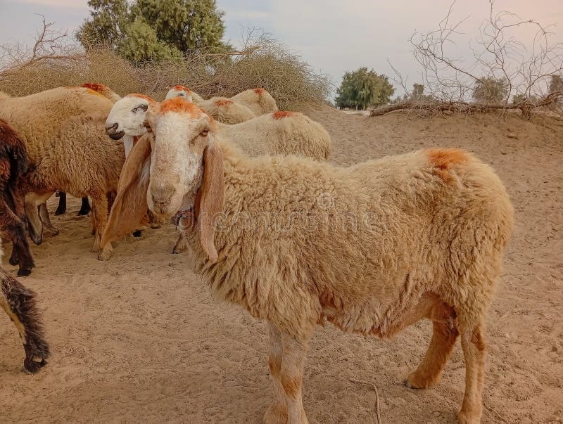 Flock of Sheep in a Desert Landscape Stock Photo - Image of herding ...