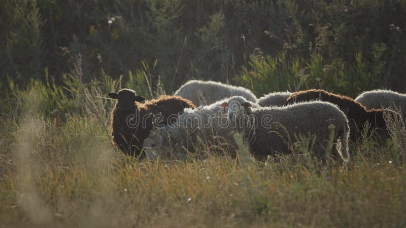 Flock of Sheep of Different Colors Stands in the Grass and Eats. 4K ...