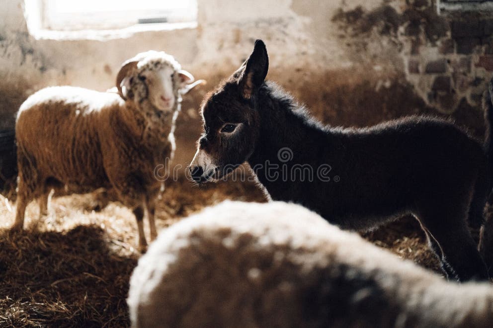 Flock of Sheep and a Donkey in a Rustic Barn Setting. Stock Image ...