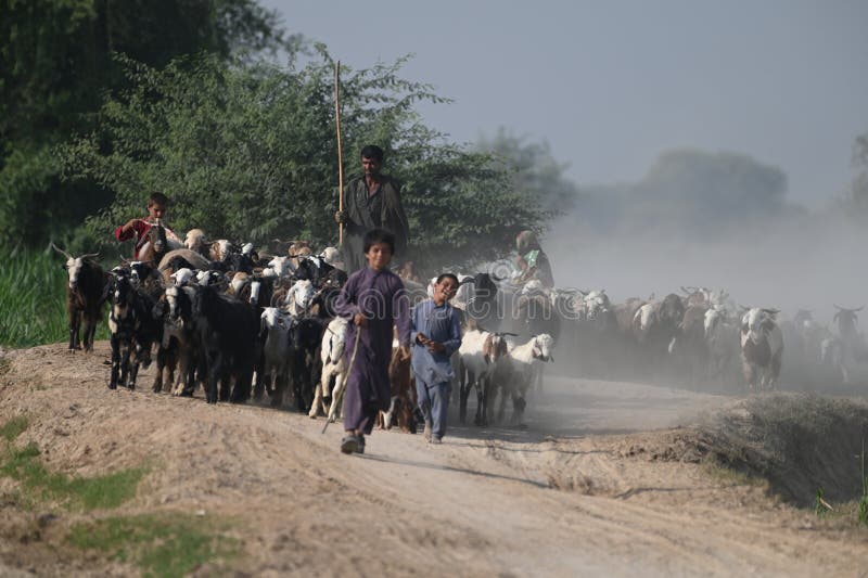 Shepherds with Flock of Sheep in the Desert Editorial Stock Photo ...