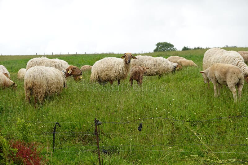 Flock of Sheep Eating in Green Meadow, Sheep with Wool before Shearing ...
