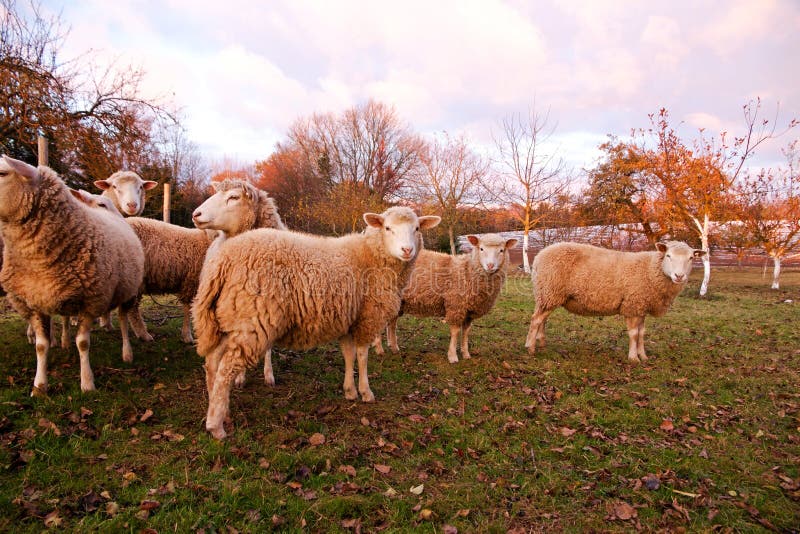 Flock of sheep stock image. Image of ears, agriculture - 80545395