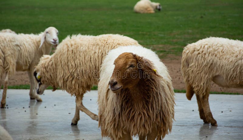 Flock of Sheep in the Farm stock photo. Image of environment - 163358160