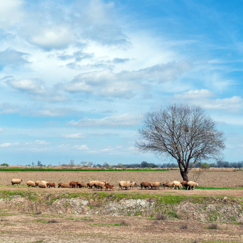 A Flock of Sheep on a Farm Field at Spring Stock Image - Image of green ...