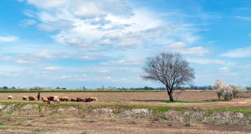 A Flock of Sheep on a Farm Field at Spring Stock Image - Image of ...